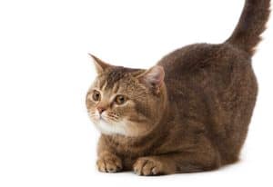 Big Cat Names - 110+ Fantastic Ideas! - Find Cat Names