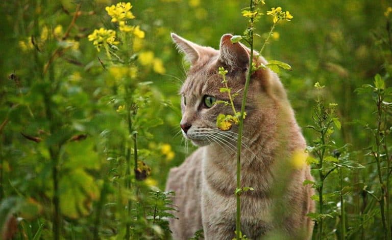 Hippie Cat Names [160+ Purrfect Name Ideas] - Find Cat Names