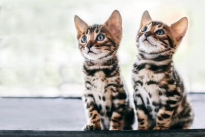 Twin Cat Names - (151 Perfect Names for Pairs)