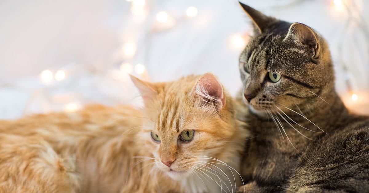Twin Cat Names - (151 Perfect Names for Pairs)