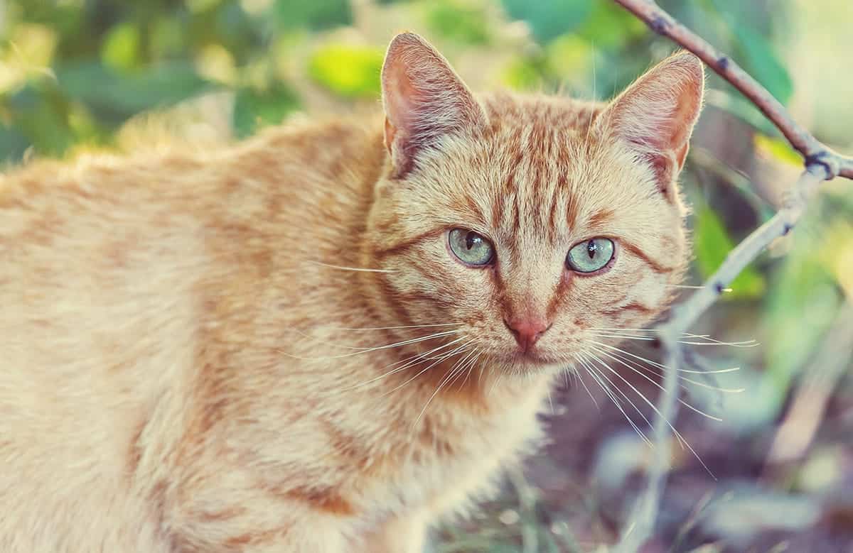 Best Yellow Cat Names (125 Options)